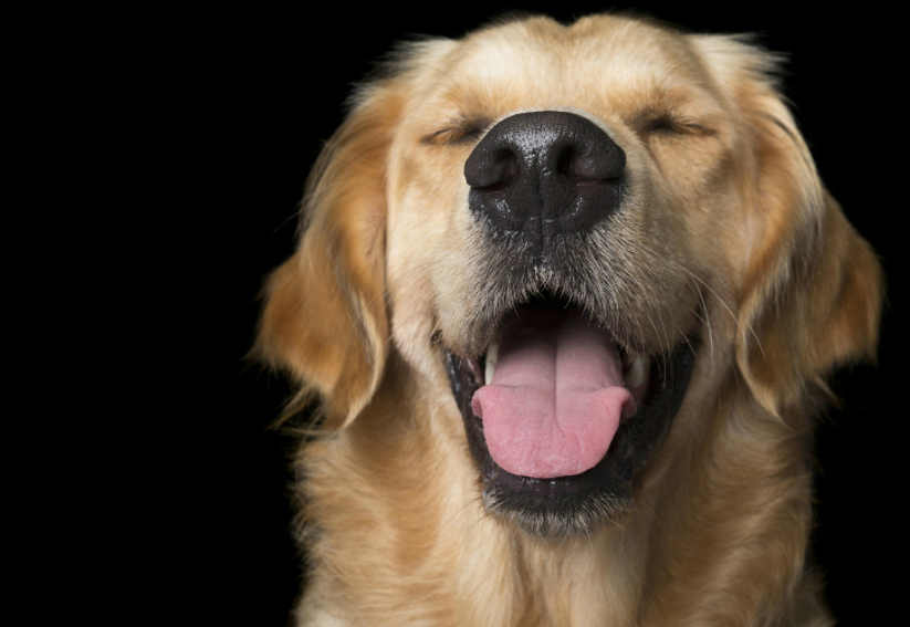 Totally Zen: Photographer Captures Images of Relaxing Dogs To Remind Us ...