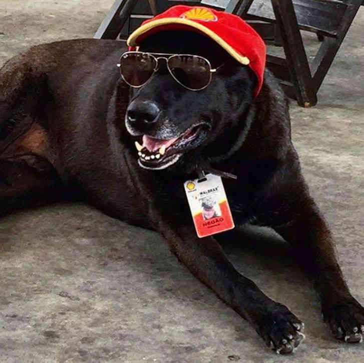 Meet Negão! From Abandoned Dog To Employee Of The Month. - Ray Of Joy