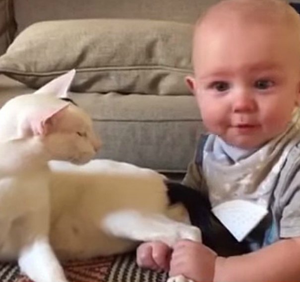Parents Were Nervous To Introduce Baby To Newly Adopted Cat. The Way ...