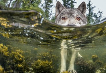 Meet The Swimming Wolves That Fish For A Living - Ray Of Joy