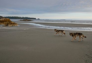 Meet The Swimming Wolves That Fish For A Living - Ray Of Joy