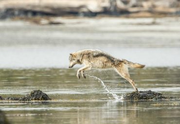 Meet The Swimming Wolves That Fish For A Living - Ray Of Joy