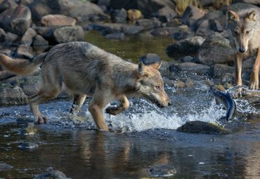 Meet The Swimming Wolves That Fish For A Living - Ray Of Joy