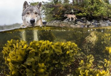 Meet The Swimming Wolves That Fish For A Living - Ray Of Joy